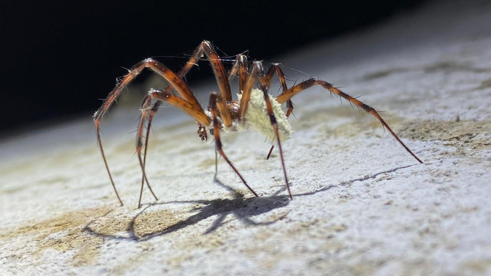 'Zombie spiders' found in cave on Cavan-Fermanagh border