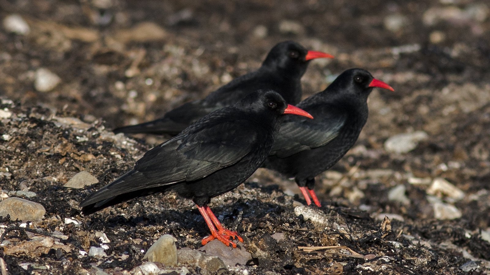 Bird Songs with Seán Ronayne: The Chough
