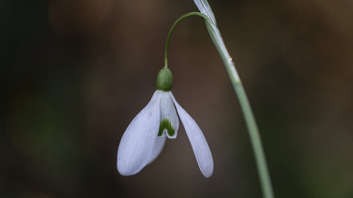 Mooney Goes Wild | Mooney Goes Wild - RTÉ Radio 1