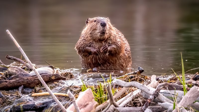 Dam fine: Beavers save Czech treasury €1 million