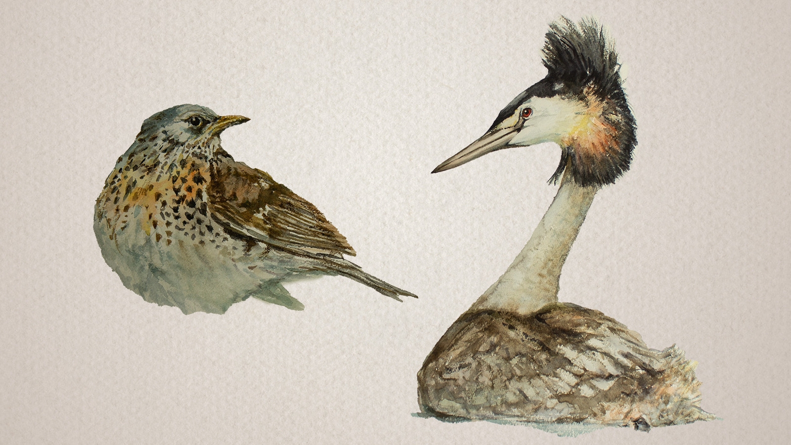 Bird Songs with Seán Ronayne: The Mistle Thrush