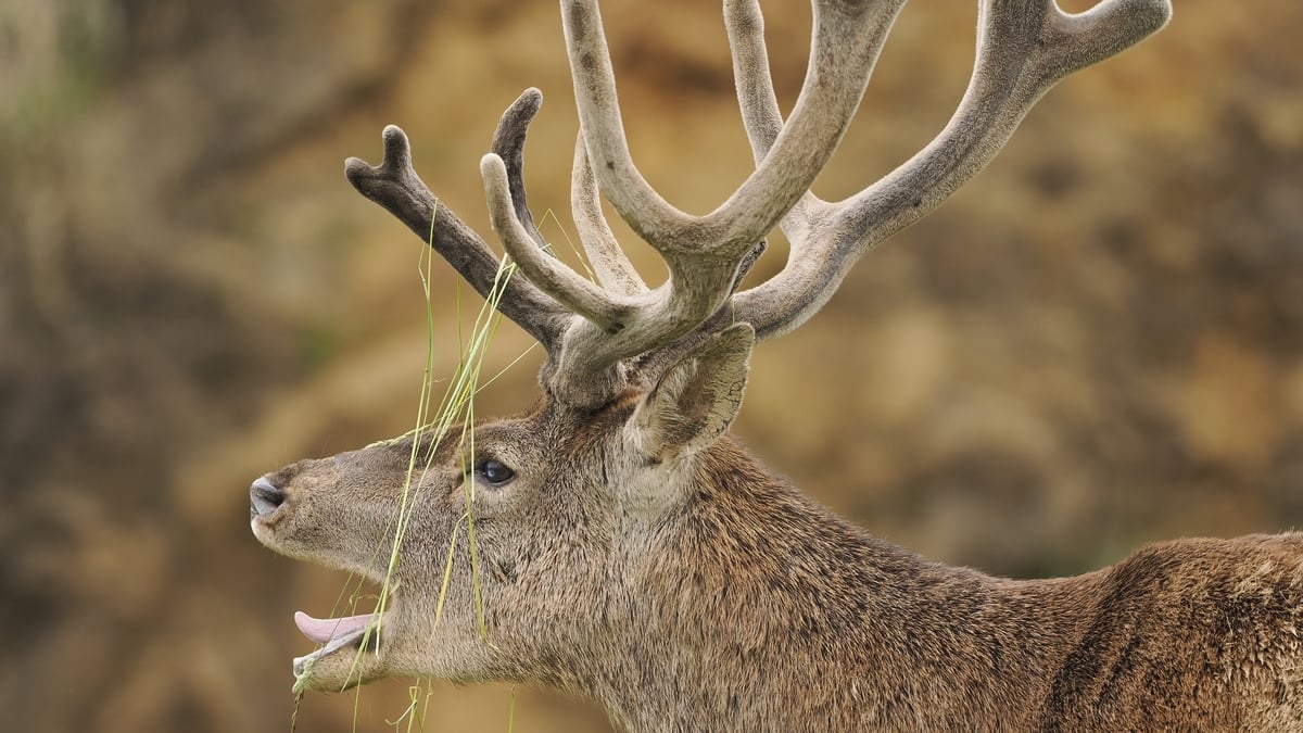 Deer population control | CountryWide - RTÉ Radio 1