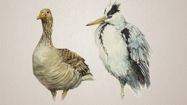 Bird Songs with Seán Ronayne: The Ring Ouzel