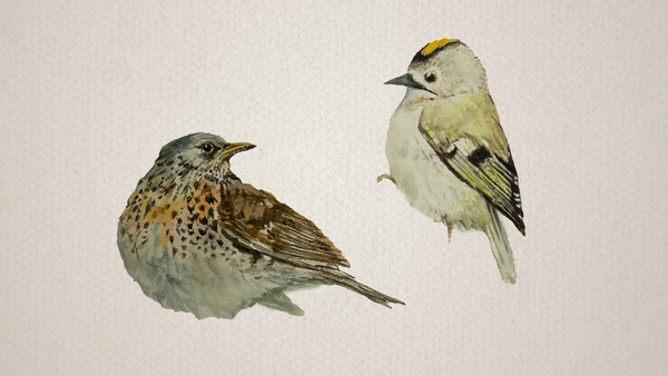 Bird Songs with Seán Ronayne: The Lapwing