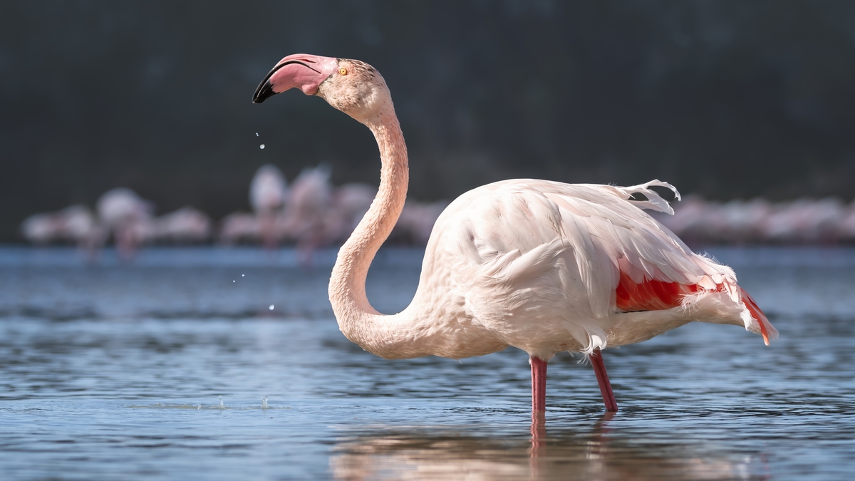 Frolicking French Flamingos | Mooney Goes Wild - RTÉ Radio 1