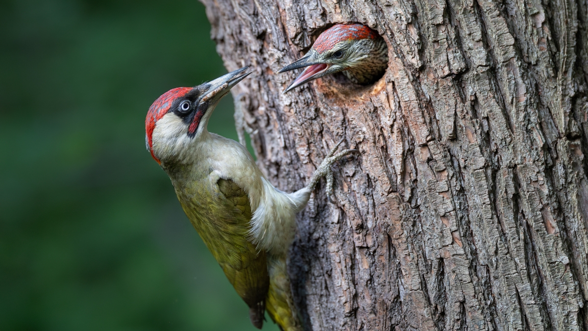 Mooney Goes Wild Monday 17 February 2025 - Mooney Goes Wild