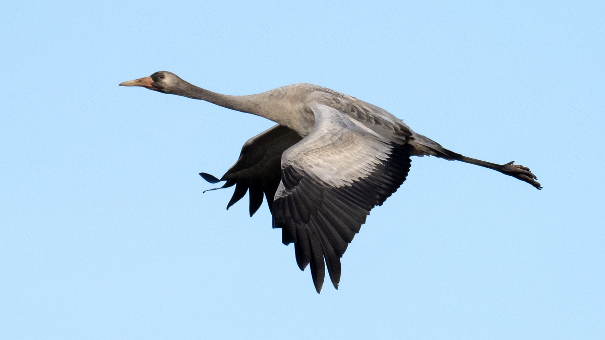 Mooney Goes Wild | Mooney Goes Wild - RTÉ Radio 1