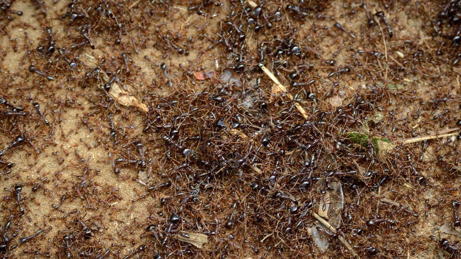 Four charged in Kenyan court with ant smuggling